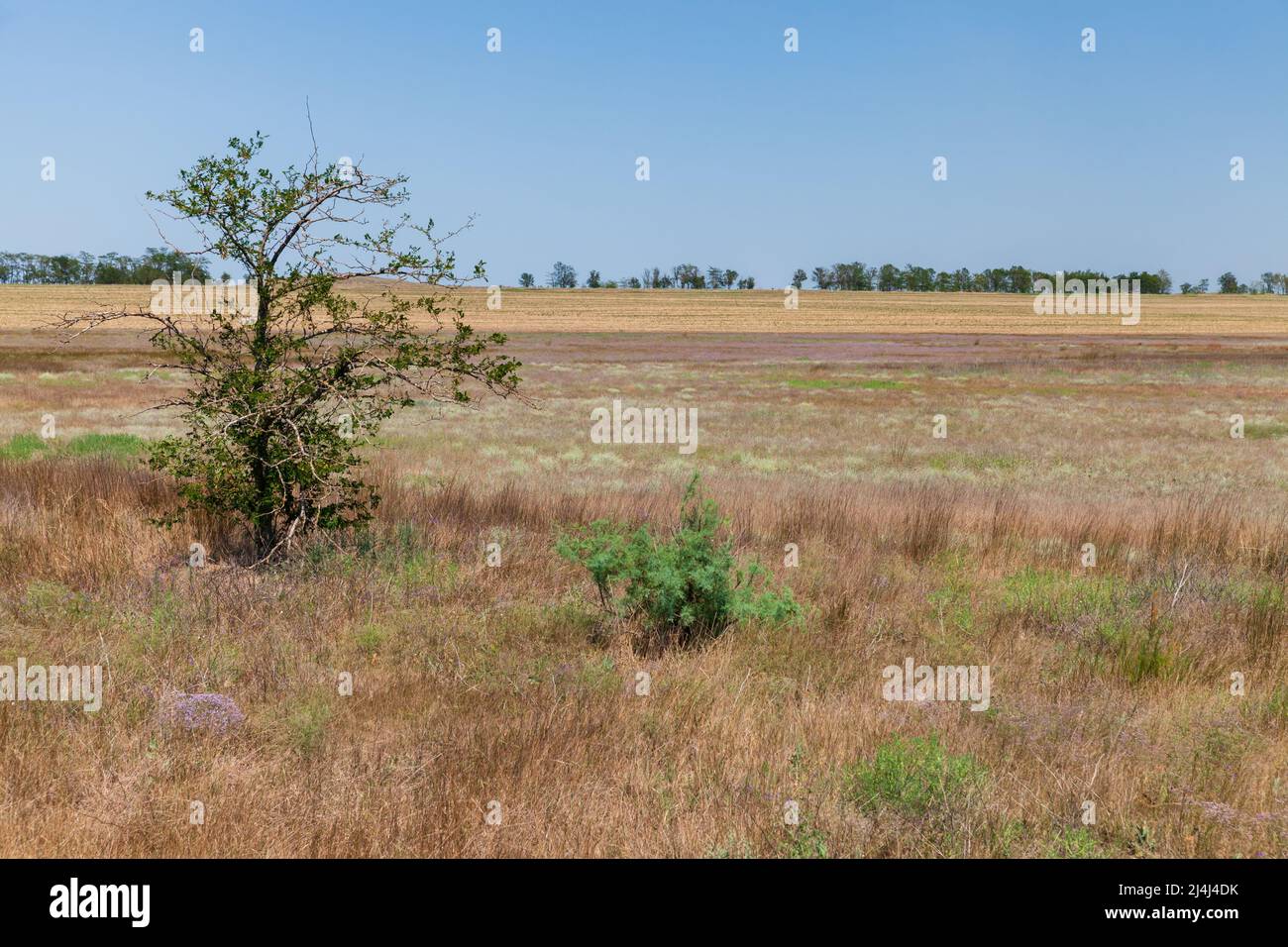 Crimean steppe, summer landscape photo taken on a sunny day Stock Photo ...