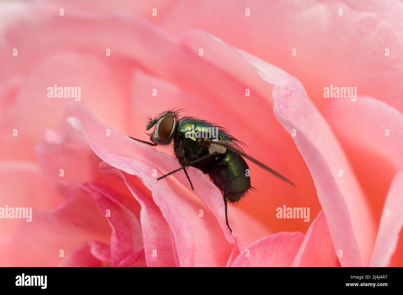 A close up of a blow fly resting on a beautiful pink rose in the early ...