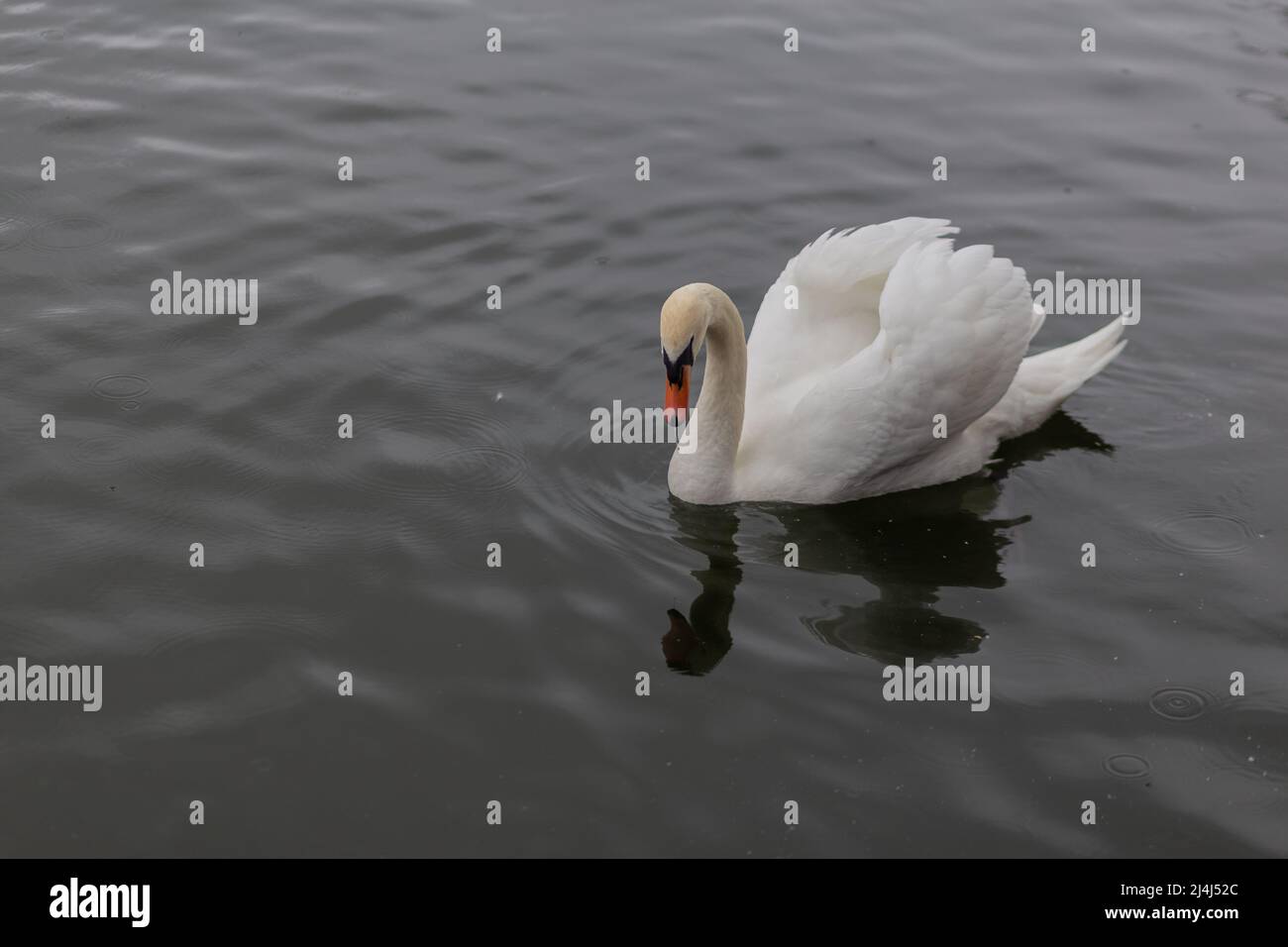 Waters animal bird swan hi-res stock photography and images - Alamy