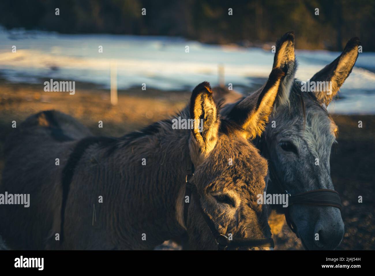 Young donkeys in a ranch in the italian mountains Stock Photo - Alamy