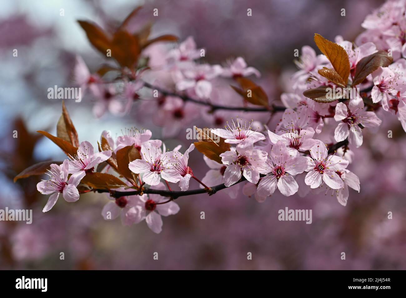 Beautiful flowering tree. Spring colorful background with flowers ...