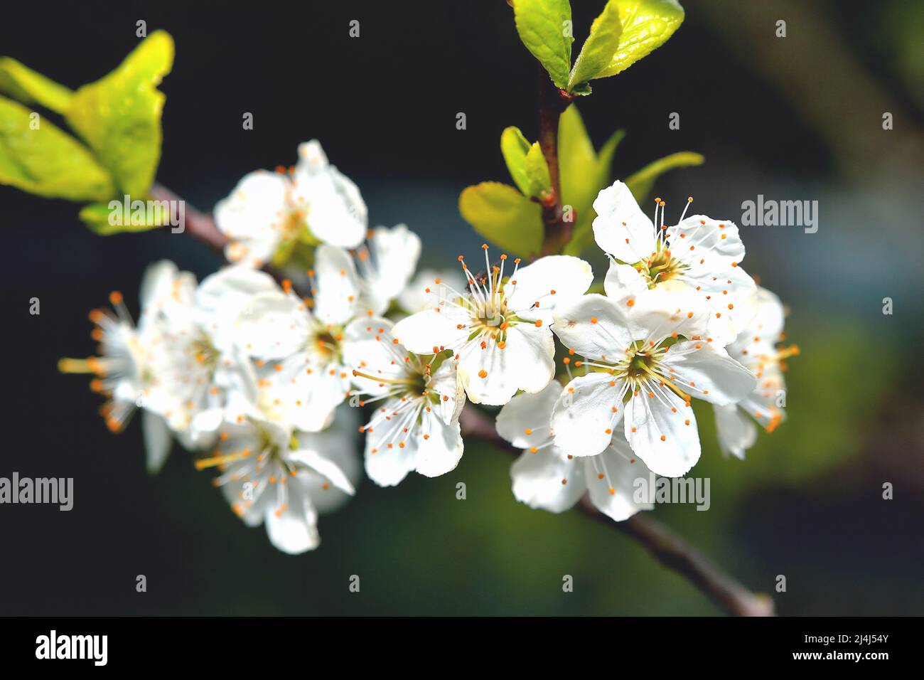 Apple tree flowers, cherry flowers, spring flowering trees, close up ...