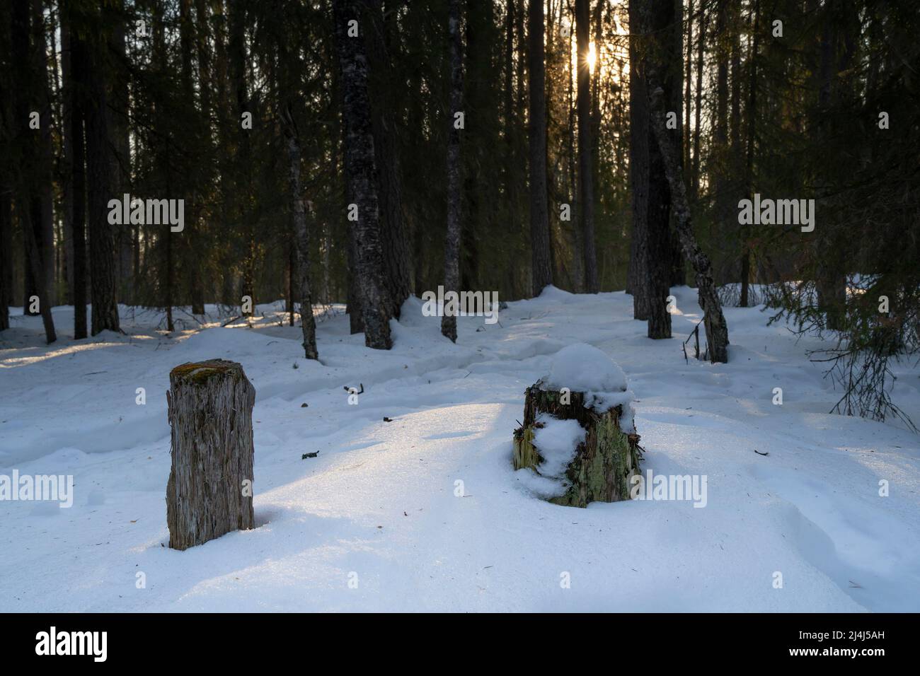 The stumps of broken trees hi-res stock photography and images - Alamy