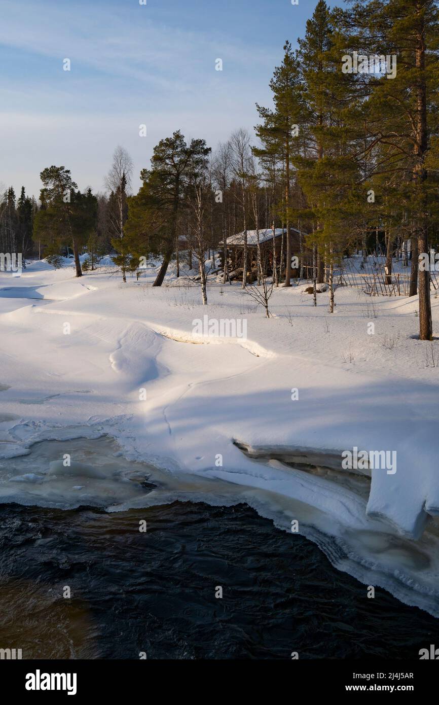 A typical log cabin in a snowy fir forest on the bank of a thawing ...
