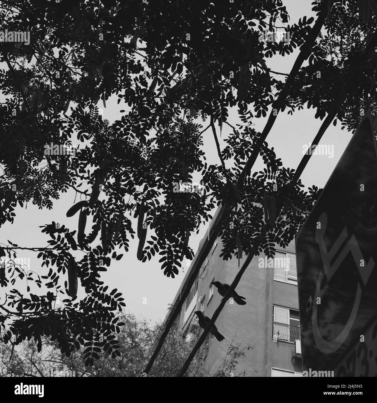 Crows rest on a power cord Stock Photo - Alamy