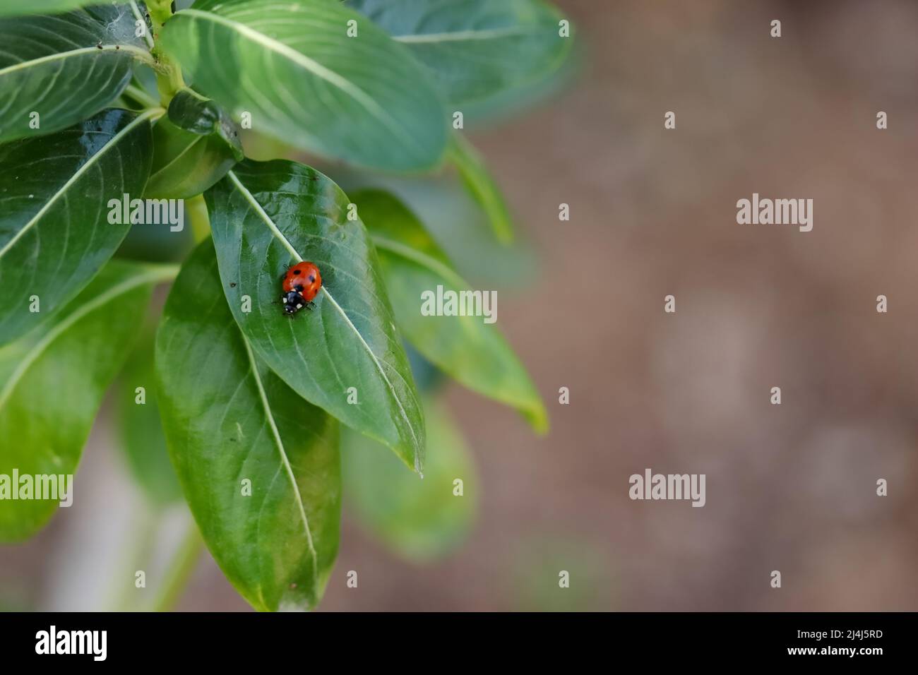 Beautiful photo red ladybug hi-res stock photography and images - Alamy