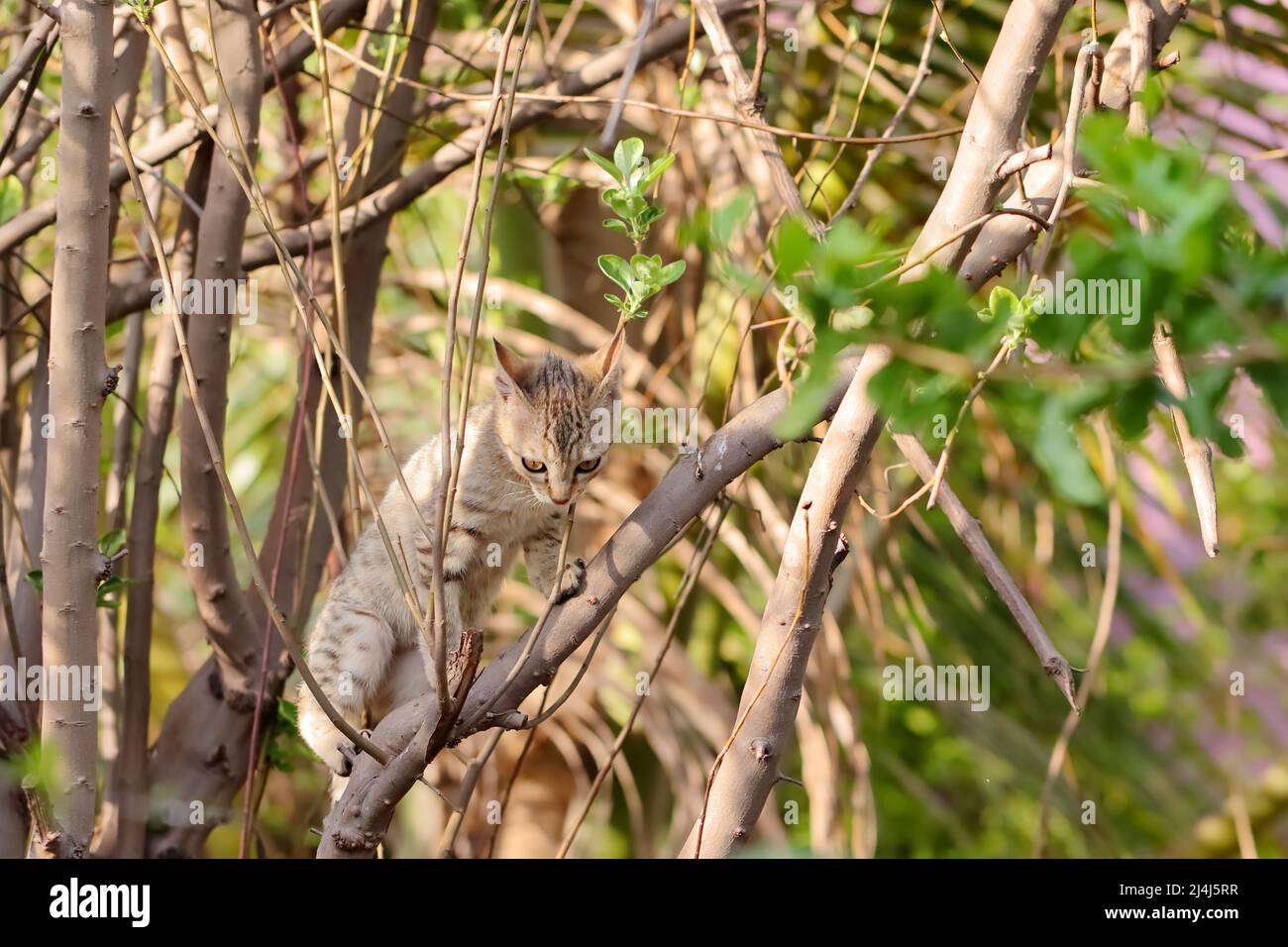 close-up photo of a little kitten climbing on a tree branch standing in ...
