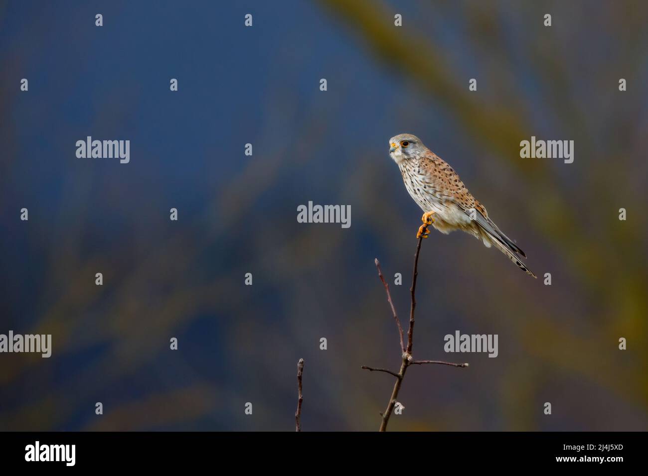 A Kestrel is perching and hunting Stock Photo - Alamy