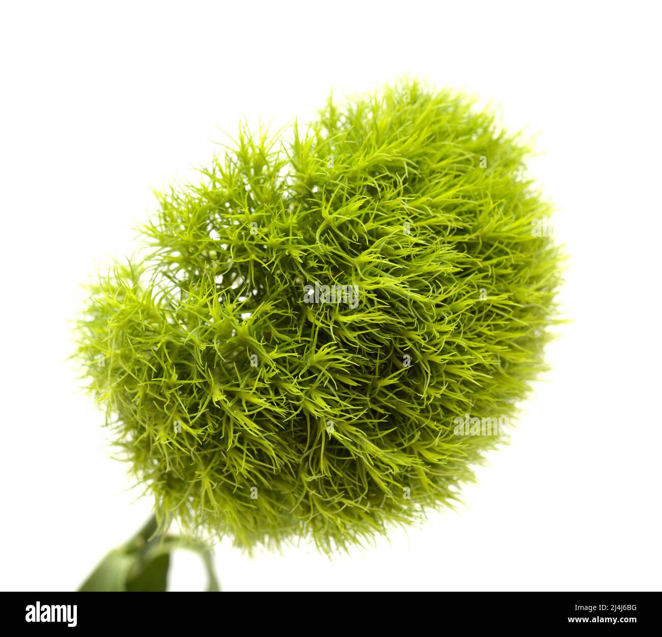 Unusual green carnation flowers in a shape of green fuzzy ball ...