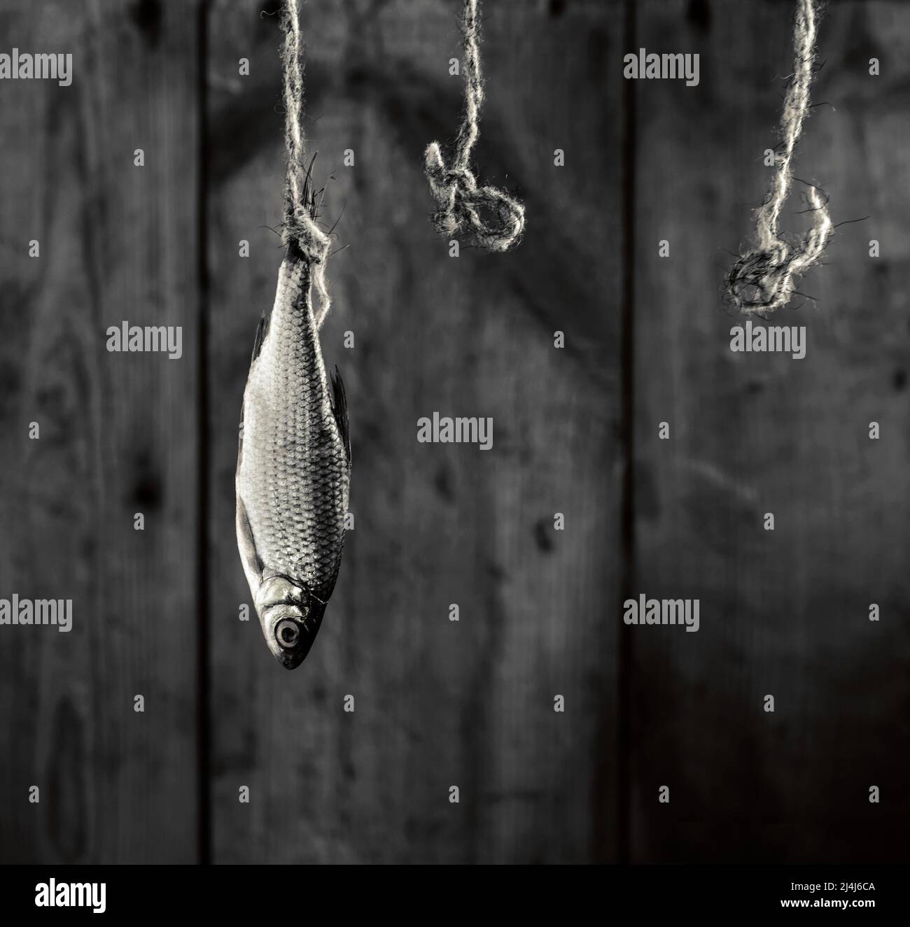 River fish hangs on rope and two ropes side by side on black background ...