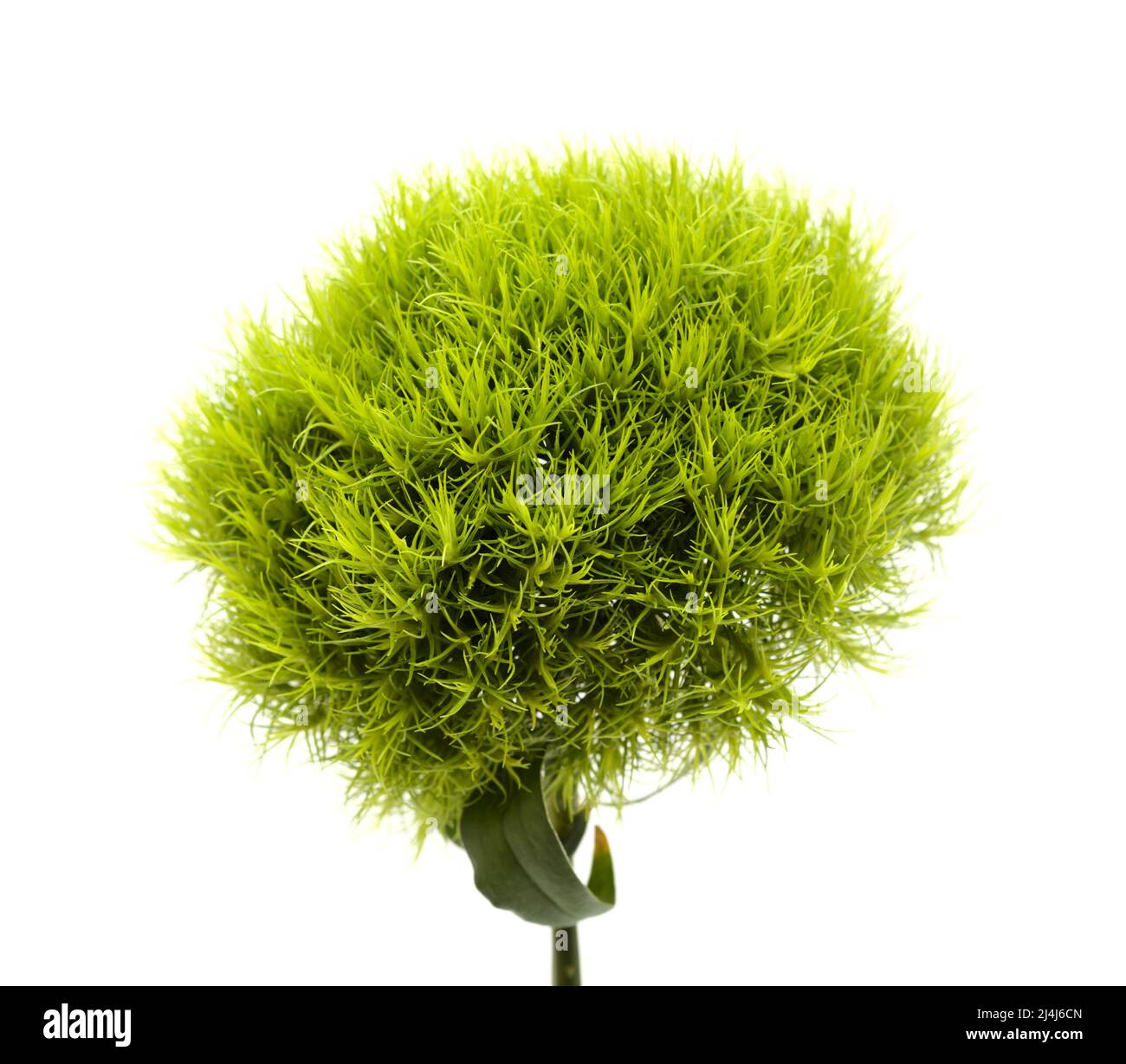 Unusual green carnation flowers in a shape of green fuzzy ball ...