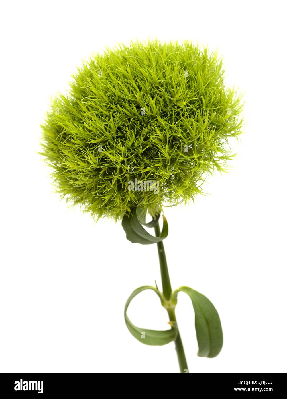 Fuzzy details Cut Out Stock Images & Pictures - Alamy