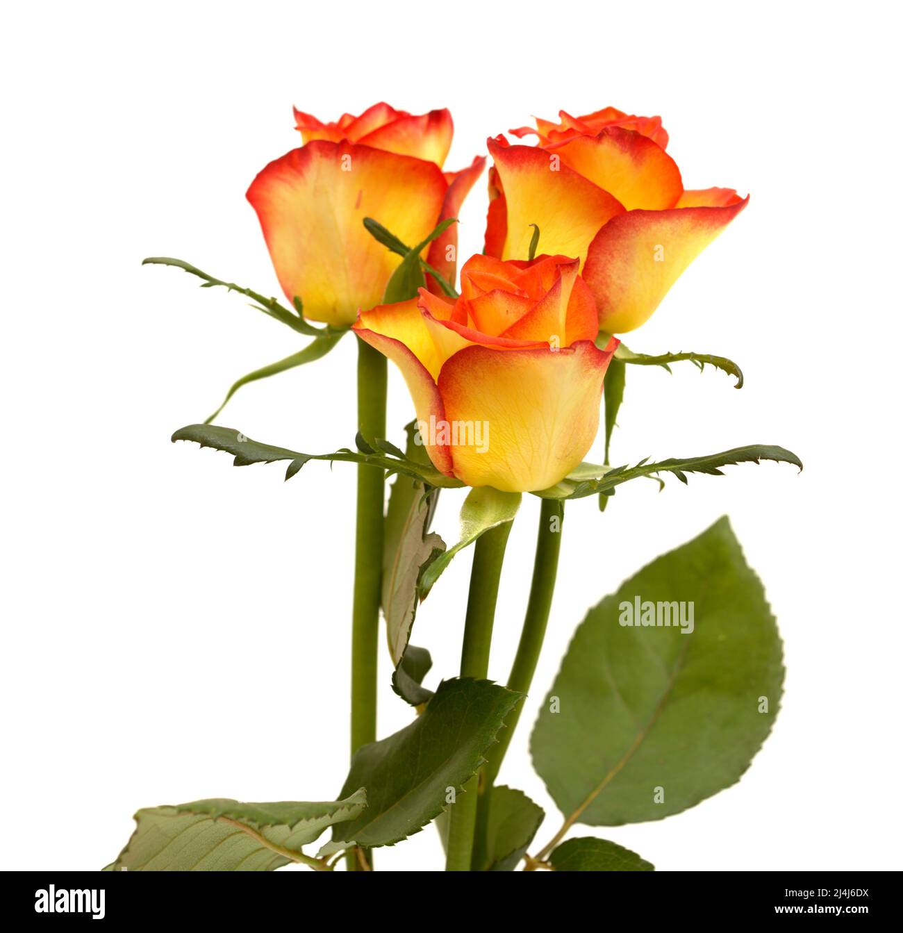 Rose with a yellow to orange gradient of color in the petals Stock ...
