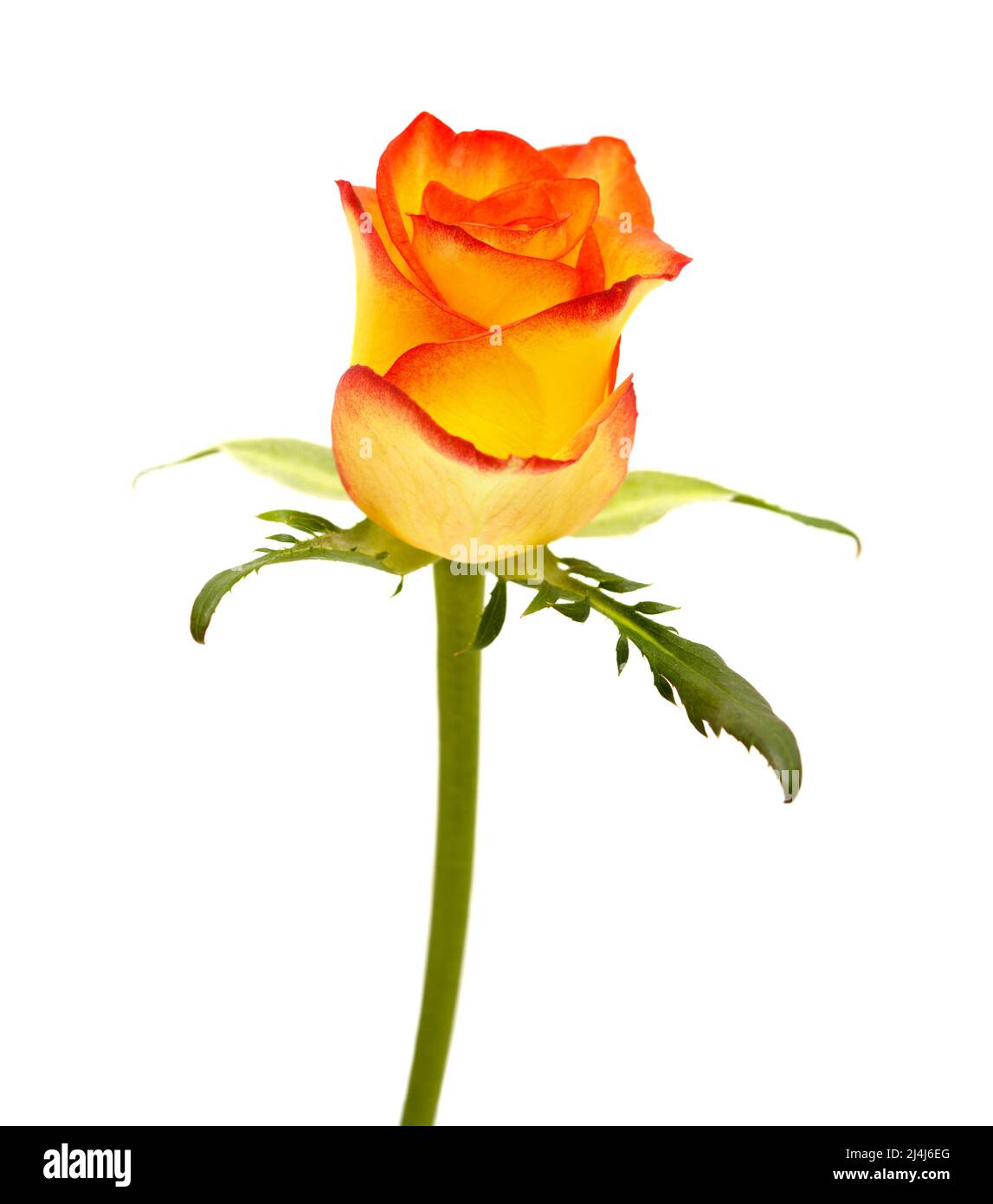 Rose with a yellow to orange gradient of color in the petals Stock ...