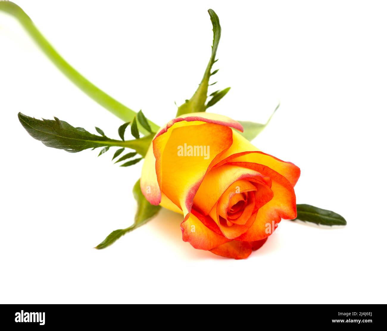 Rose with a yellow to orange gradient of color in the petals Stock ...