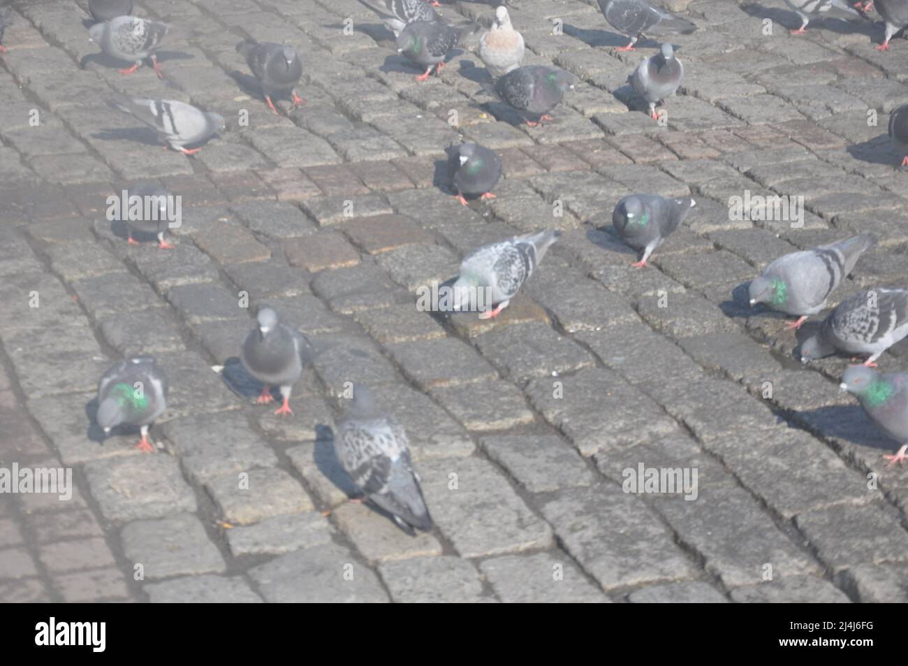 a view of pigeons Stock Photo - Alamy
