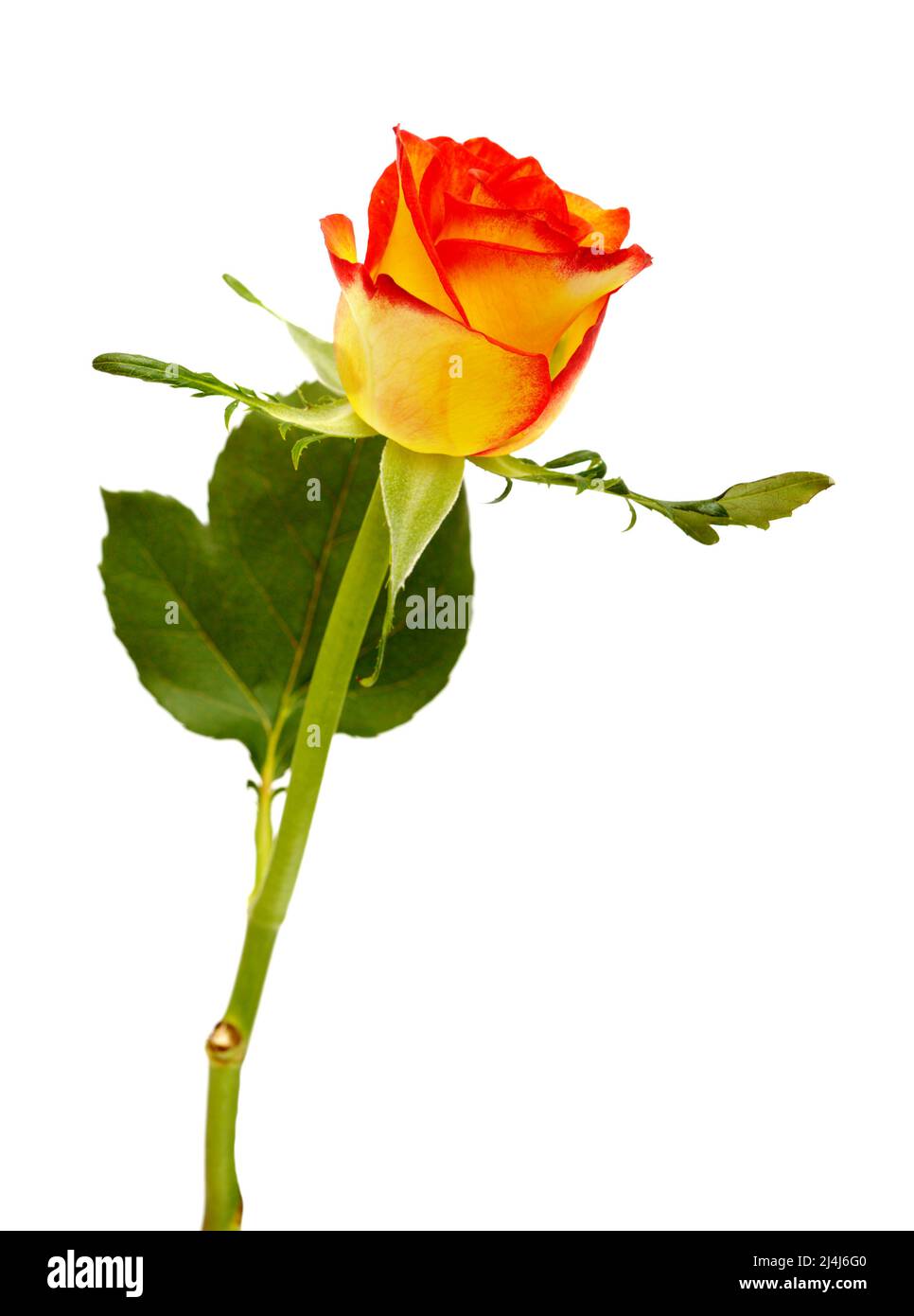 Rose with a yellow to orange gradient of color in the petals Stock ...