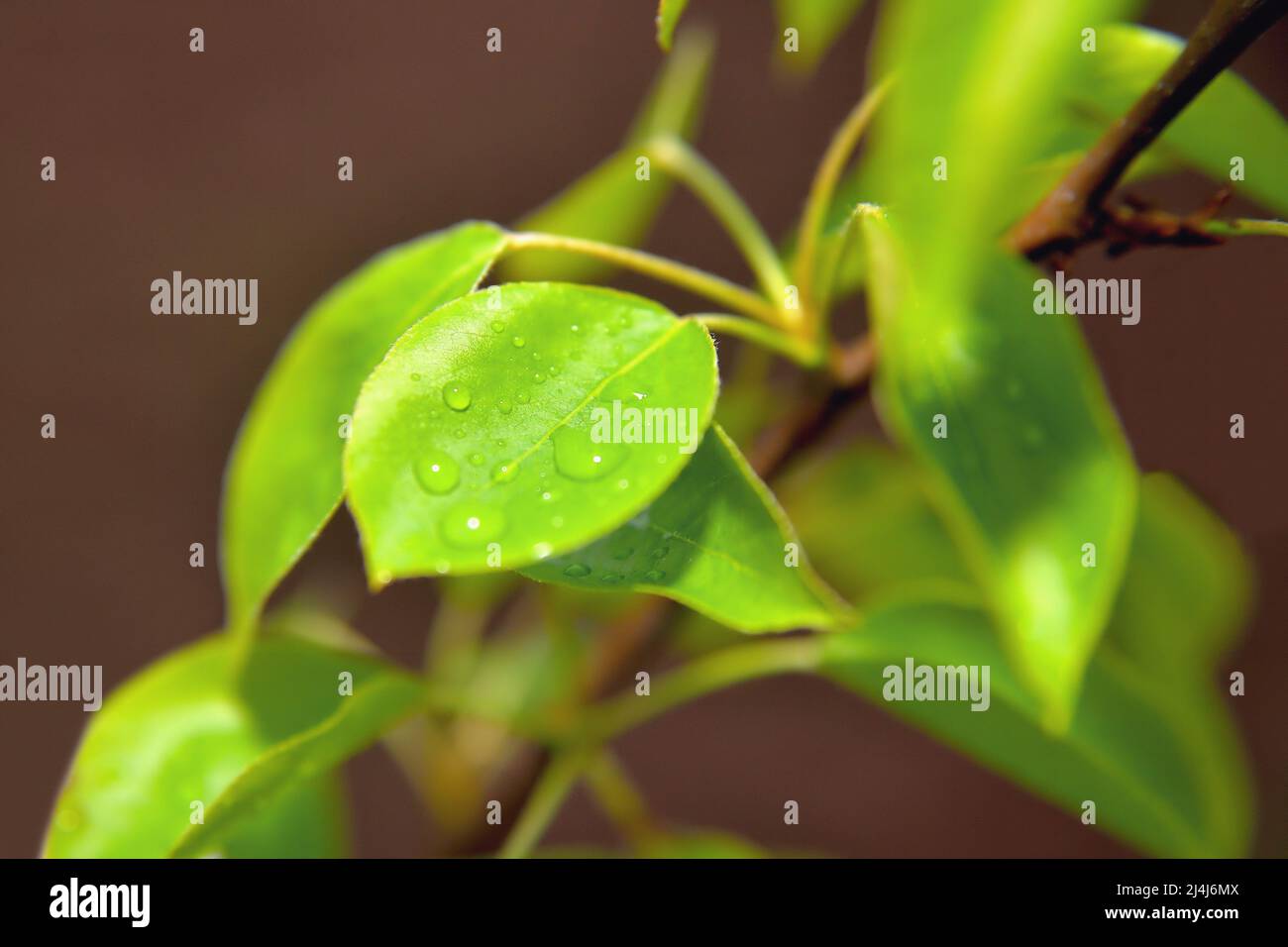 Apple tree leaves hi-res stock photography and images - Alamy