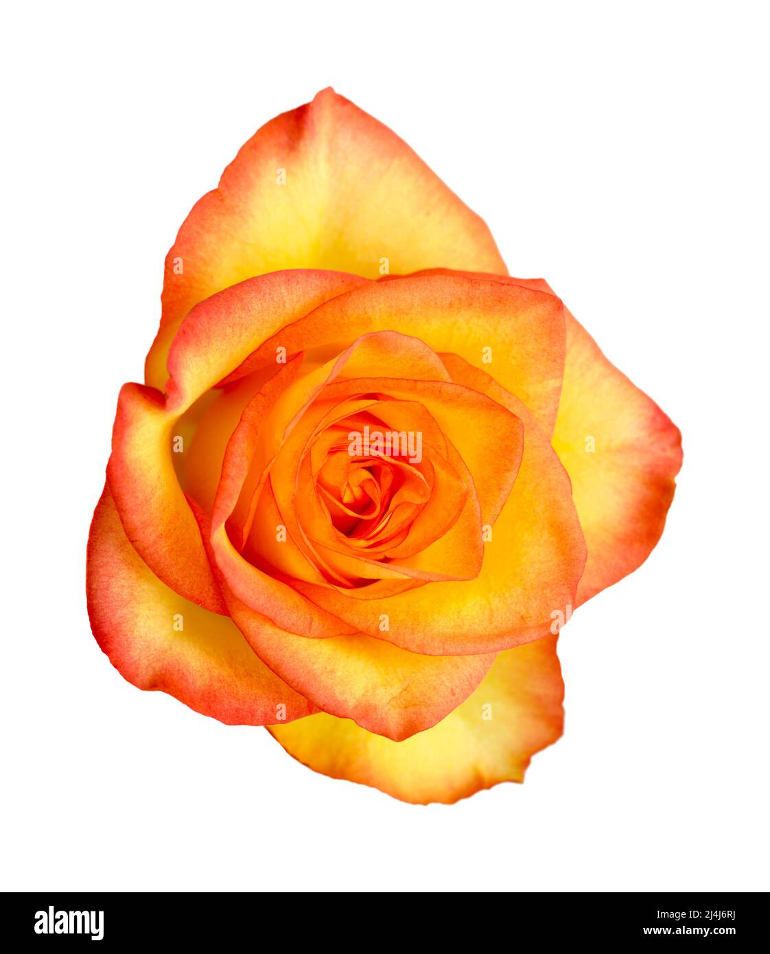 Rose with a yellow to orange gradient of color in the petals Stock ...
