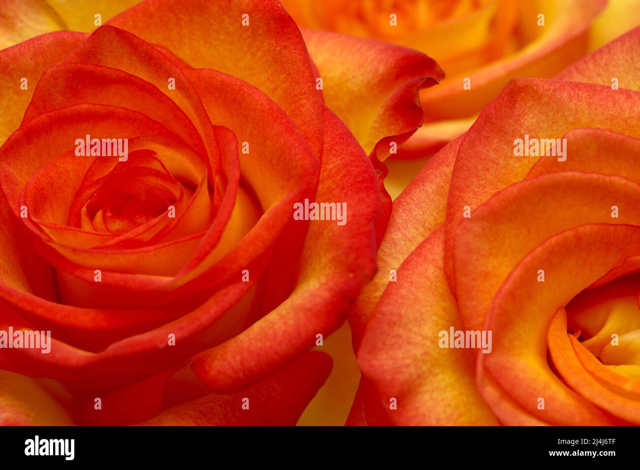 Rose with a yellow to orange gradient of color in the petals Stock ...