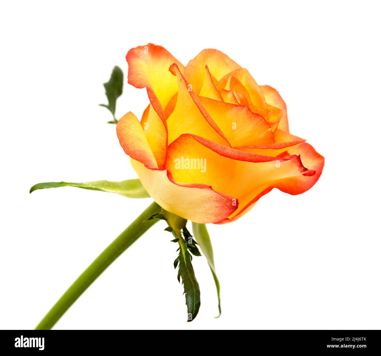 Rose with a yellow to orange gradient of color in the petals Stock ...