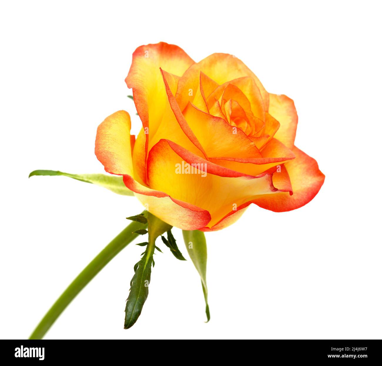 Rose with a yellow to orange gradient of color in the petals Stock ...