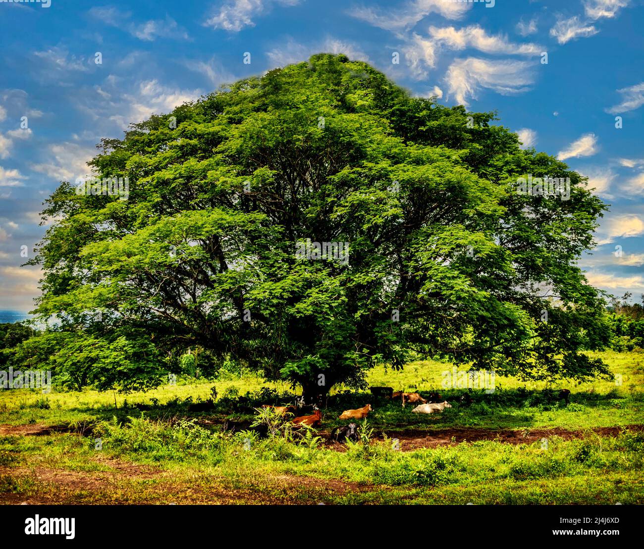 Cows tree shade hi-res stock photography and images - Alamy