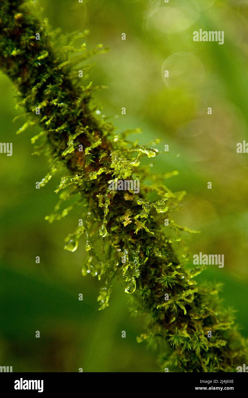 one diagonal branch with new growth from another plant. symbiotic Stock ...
