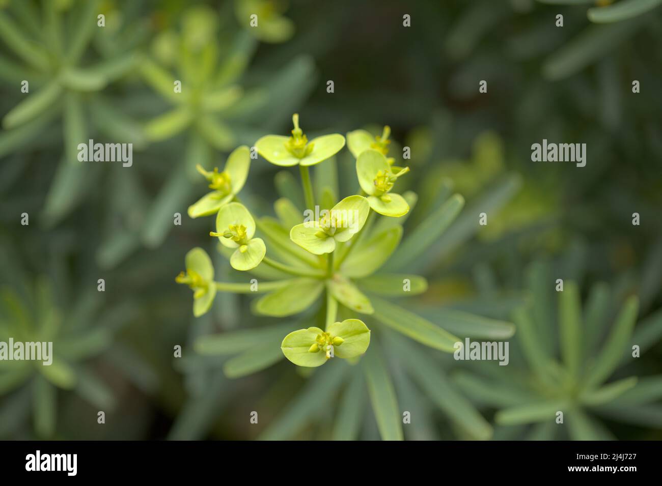 Flora of Gran Canaria - small green yellow flowers of Euphorbia regis ...