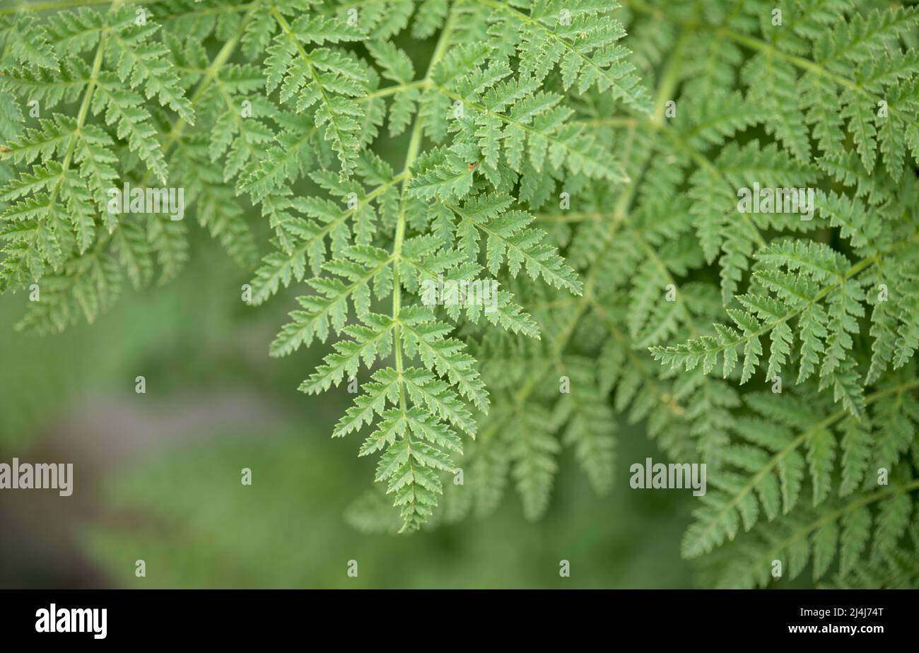 Flora of Gran Canaria - Todaroa montana, plant endemic to the Canary ...