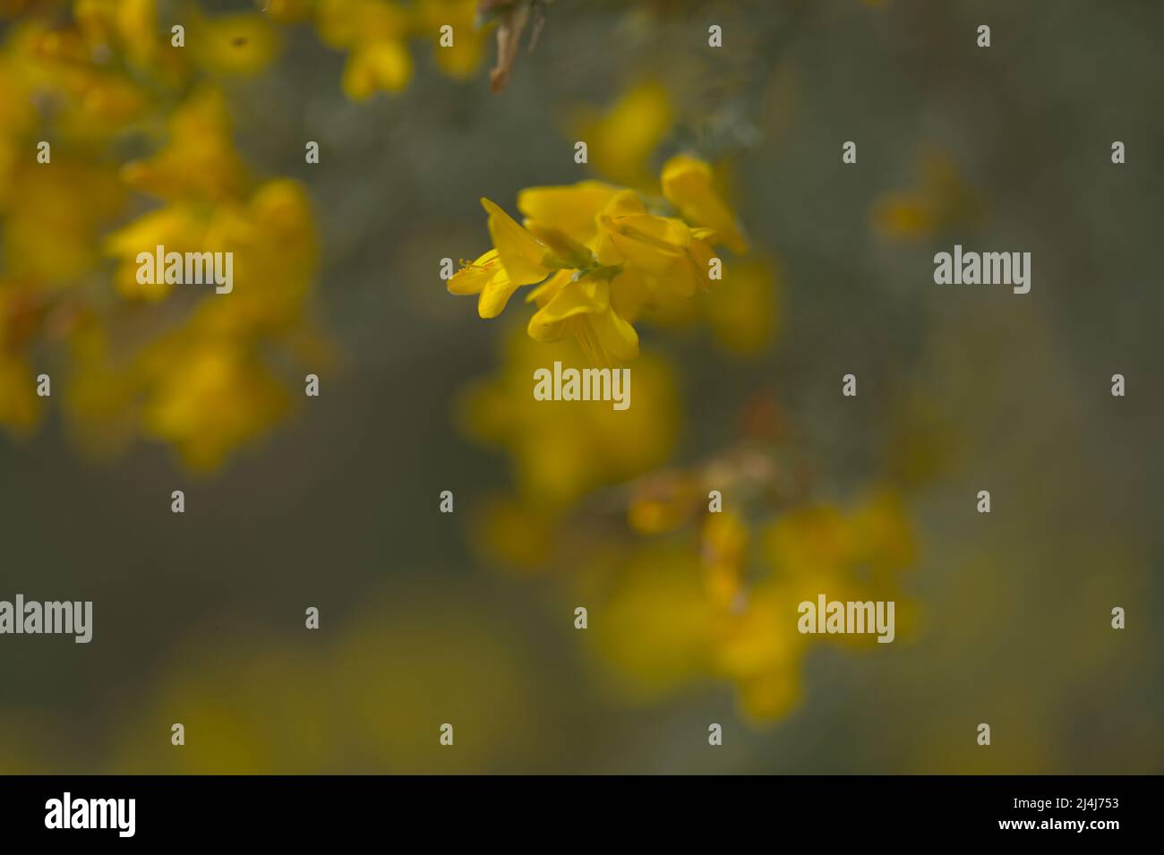 Flora of Gran Canaria - bright yellow flowers of Teline microphylla ...