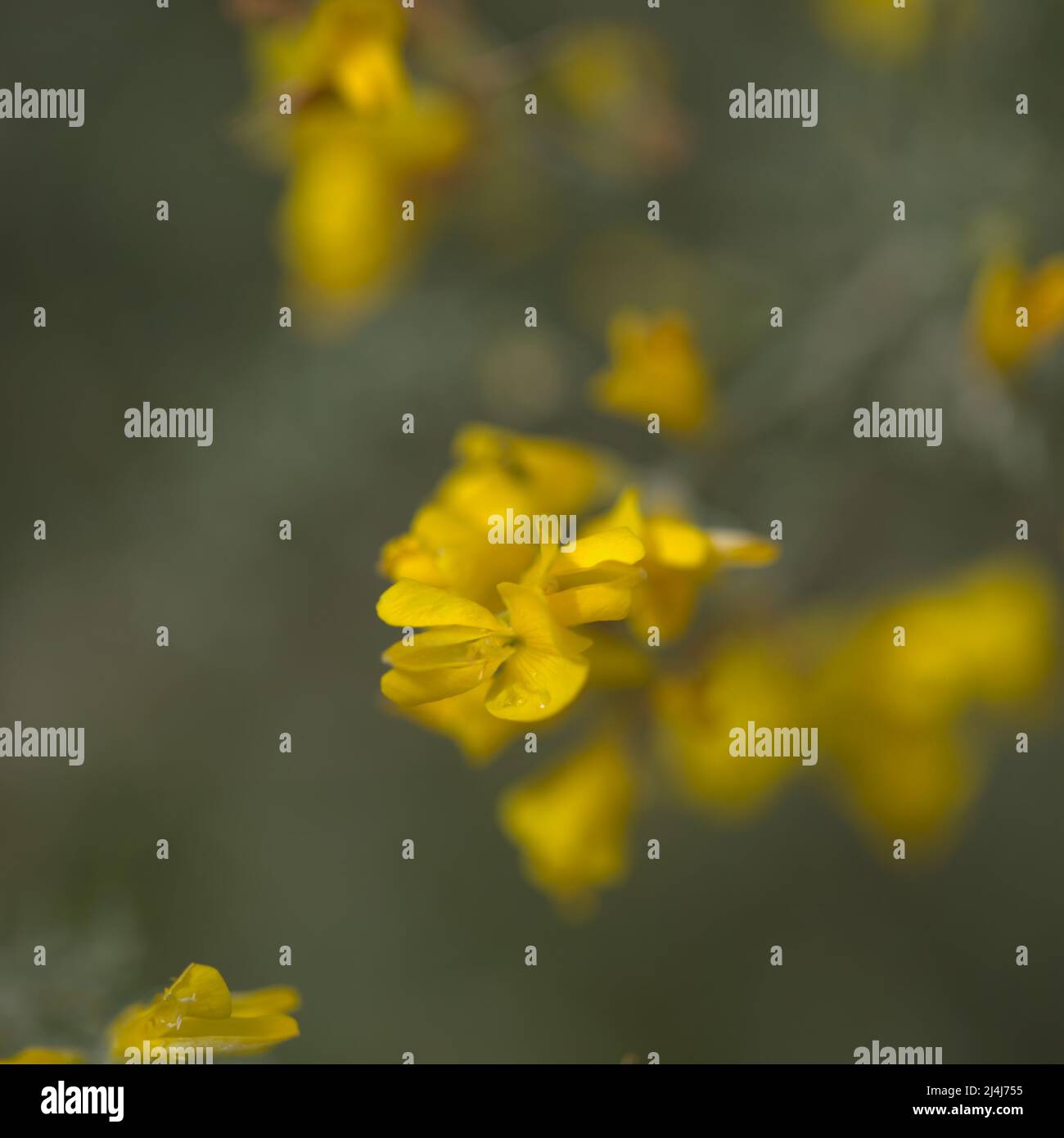 Flora of Gran Canaria - bright yellow flowers of Teline microphylla ...