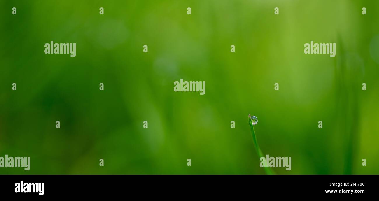 Dewdrop reflection hi-res stock photography and images - Alamy