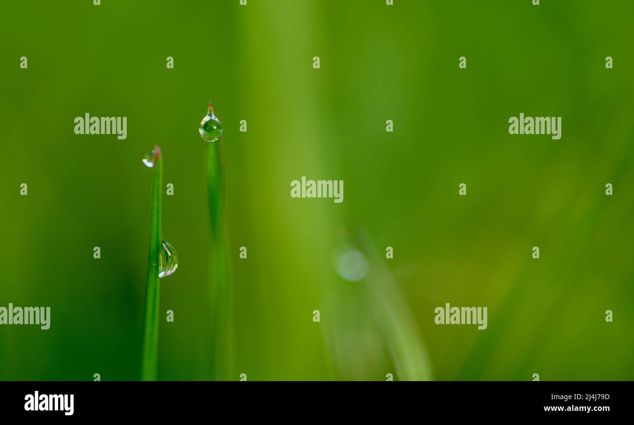 Dew drop dewdrop droplet green hi-res stock photography and images - Alamy