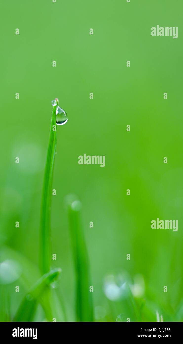 Dew drop dewdrop droplet green hi-res stock photography and images - Alamy
