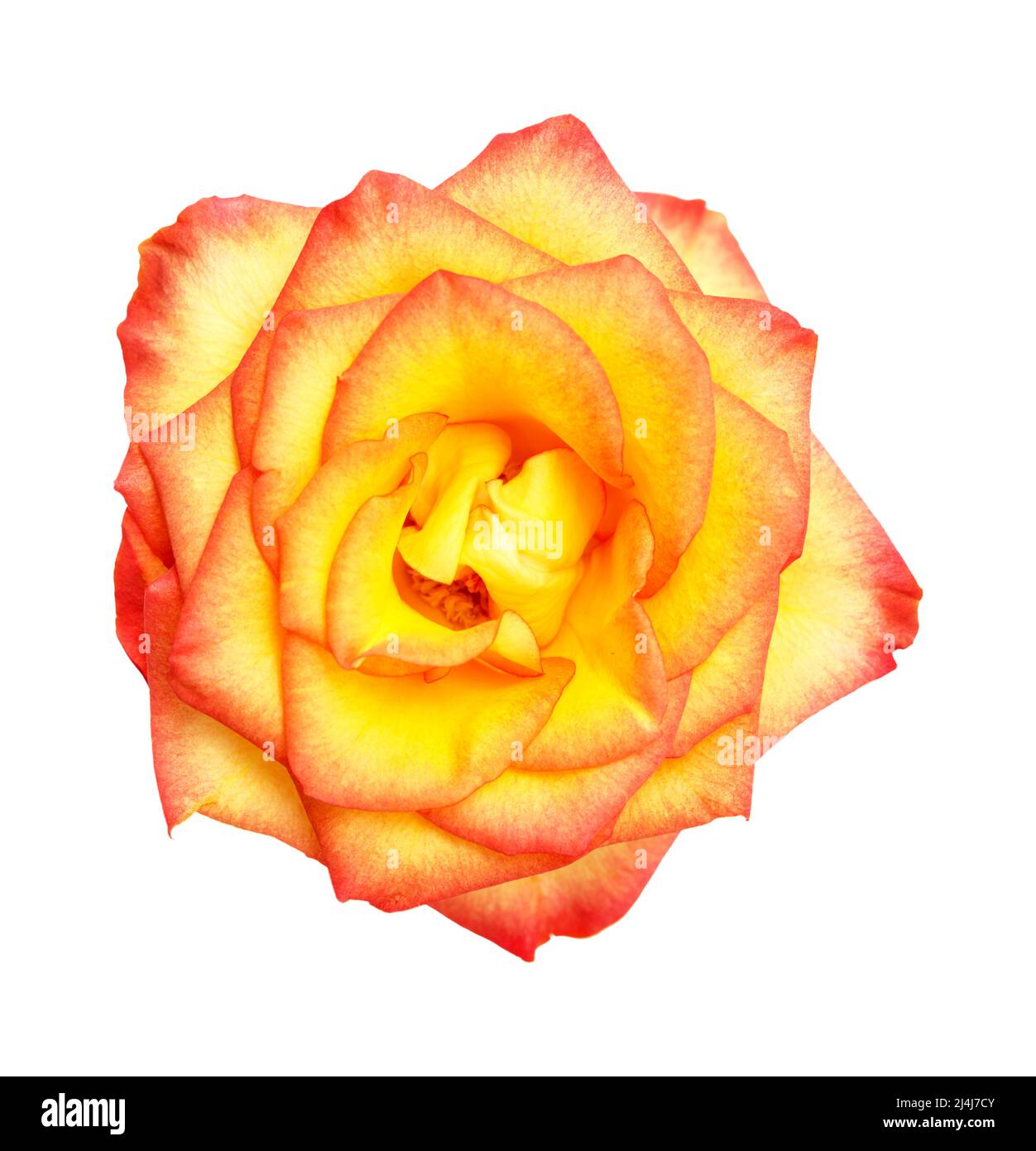 Rose with a yellow to orange gradient of color in the petals isolated ...