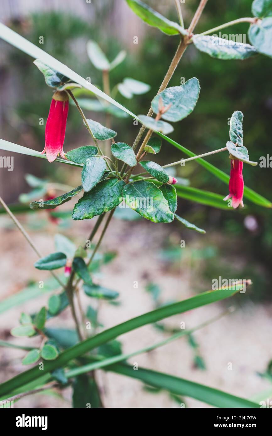 native Australian correa plant with red flowers outdoor in beautiful ...