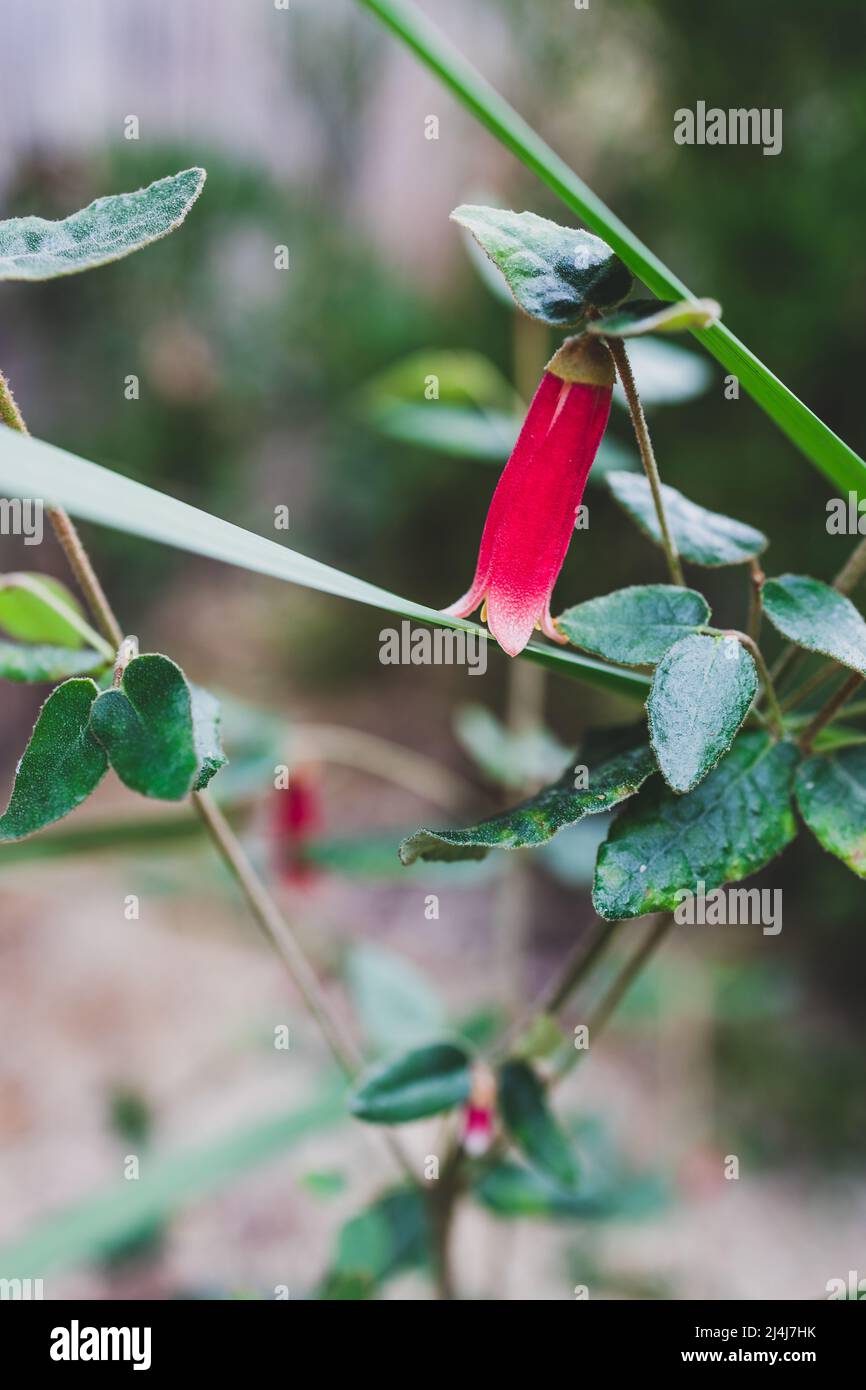 Red correa flowers hi-res stock photography and images - Alamy