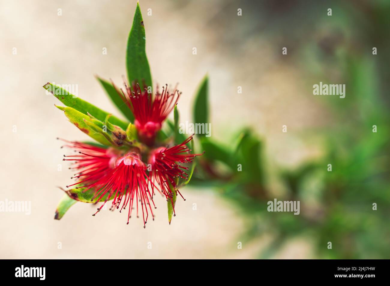 native Australian callistemon plant with tiny red flowers outdoor in ...