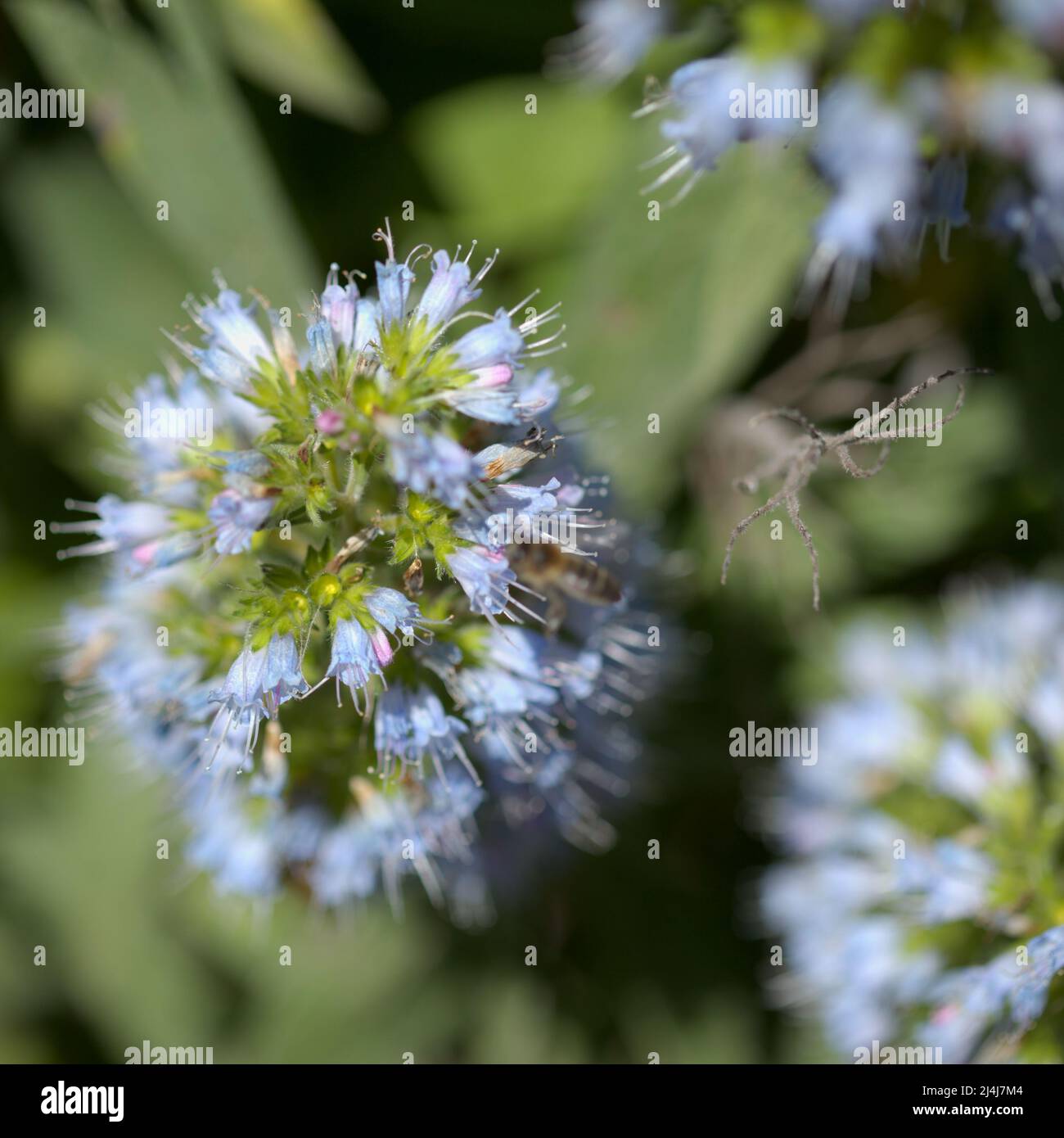 Flora of Gran Canaria - Echium callithyrsum, blue bugloss of ...