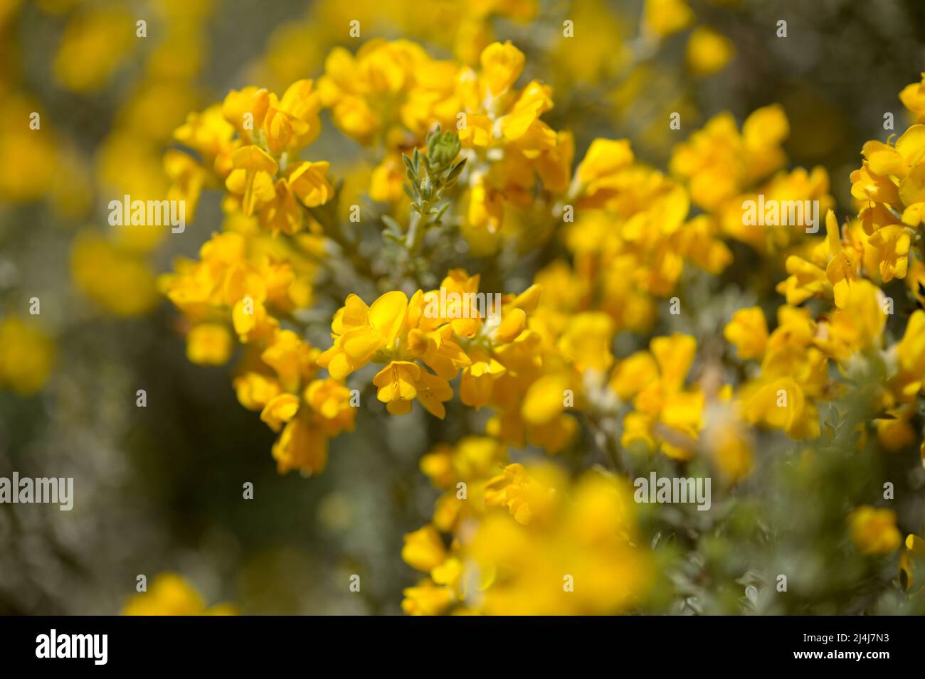 Flora of Gran Canaria - bright yellow flowers of Teline microphylla ...