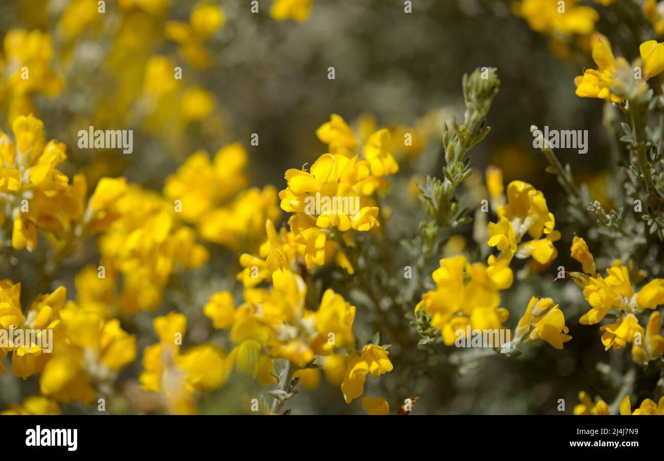 Flora of Gran Canaria - bright yellow flowers of Teline microphylla ...