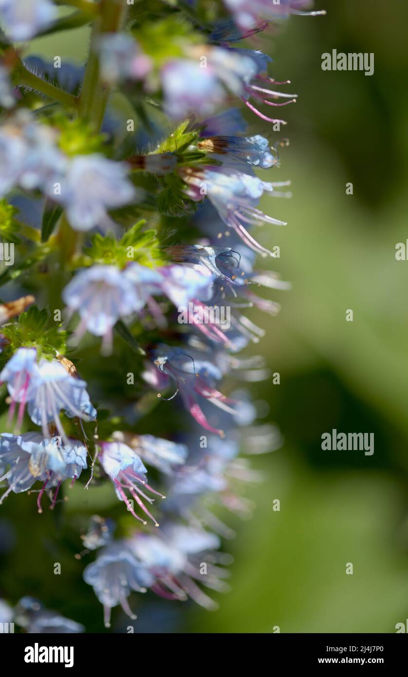 Flora of Gran Canaria - Echium callithyrsum, blue bugloss of ...