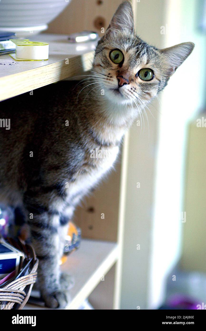 Indor cat hi-res stock photography and images - Alamy