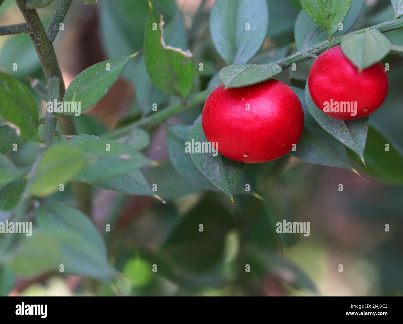 two red berries of the butchers broom with sharp-tipped leaves to ...