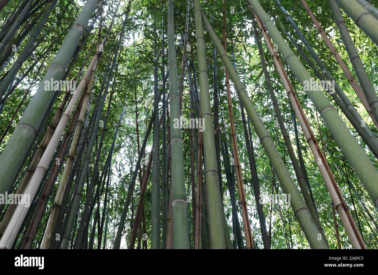inside a forest of tall canes of bamboo plants with green leaves that ...