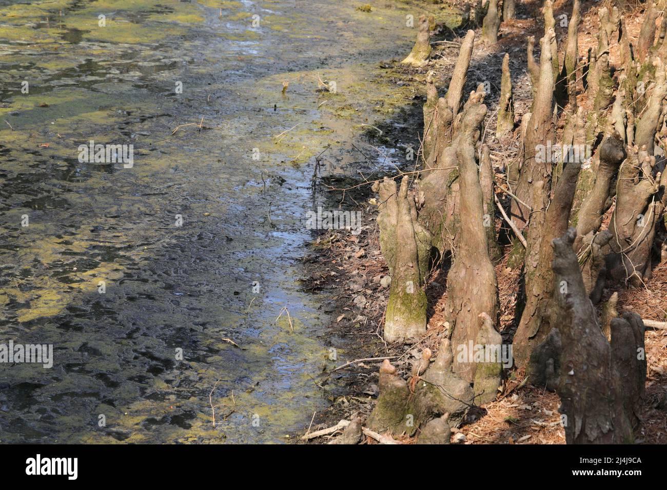 stagnant muddy swamp water with small tree trunks that look like ...