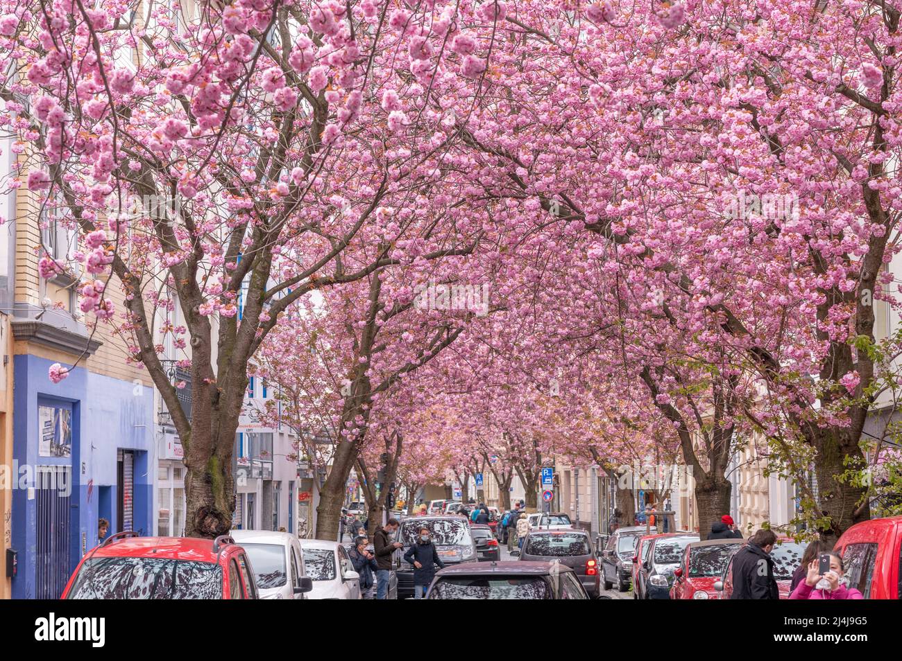 Bonn April 2021: Bonn city center with the beautiful Japanese cherry ...