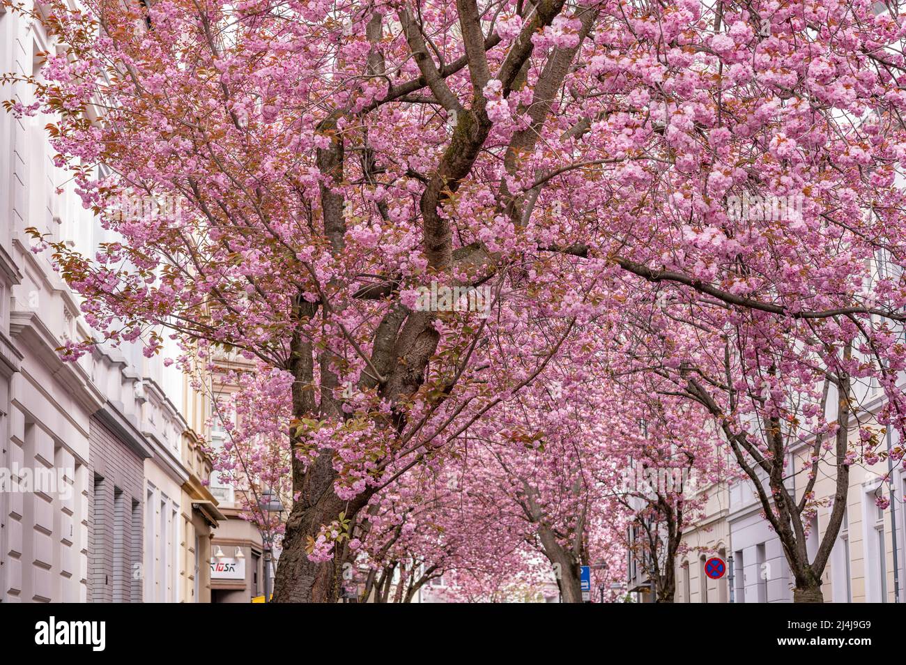 Bonn April 2021: Bonn city center with the beautiful Japanese cherry ...