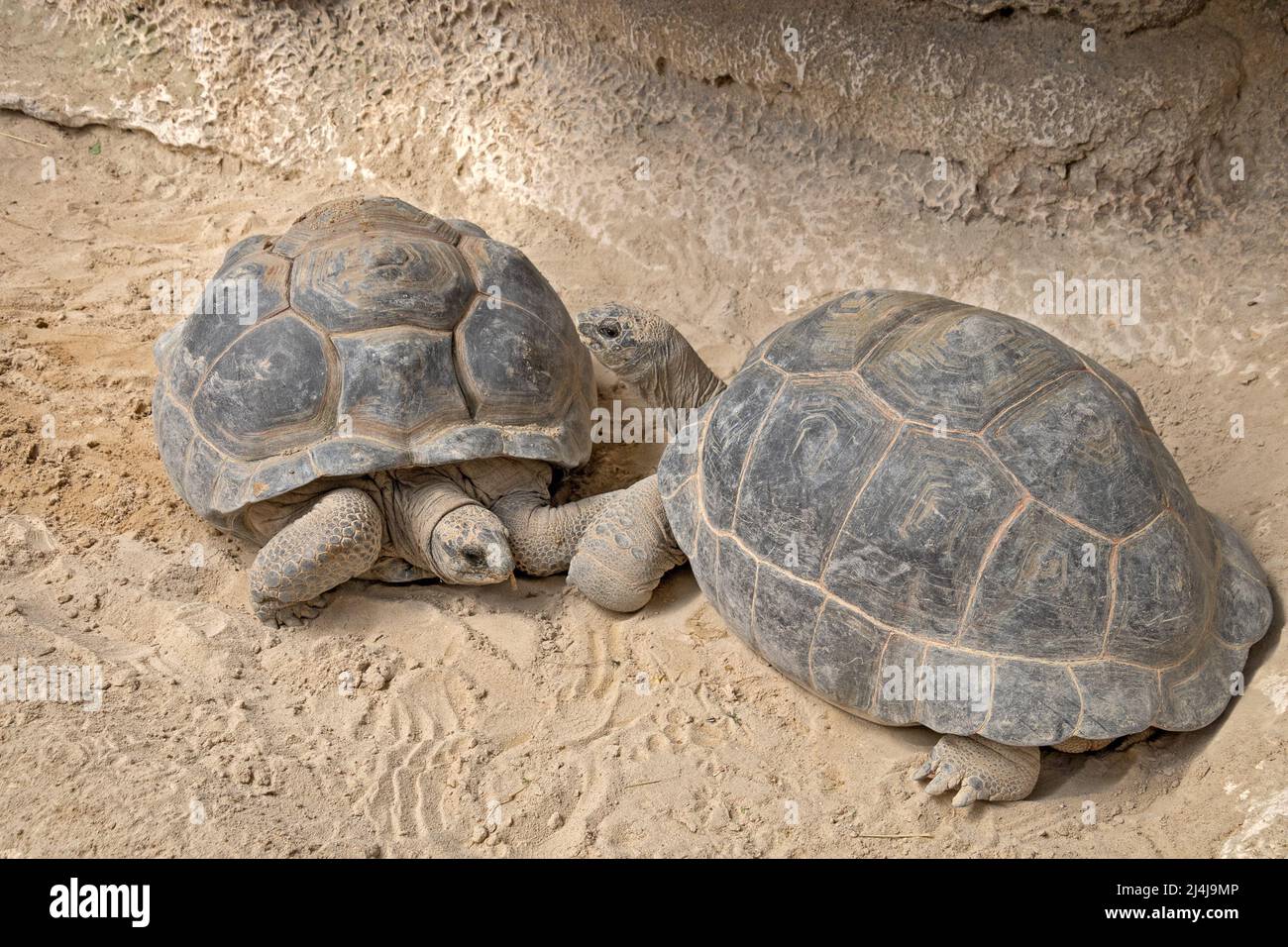 big turtle in the sand Stock Photo - Alamy